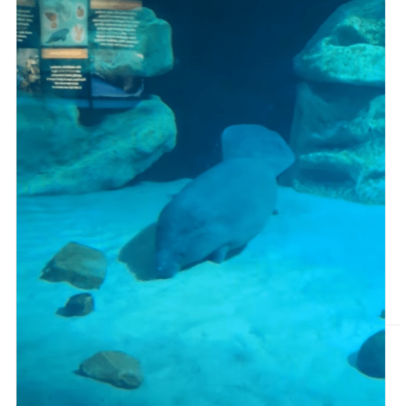 Two Manatees Now Viewable At The Seas In EPCOT
